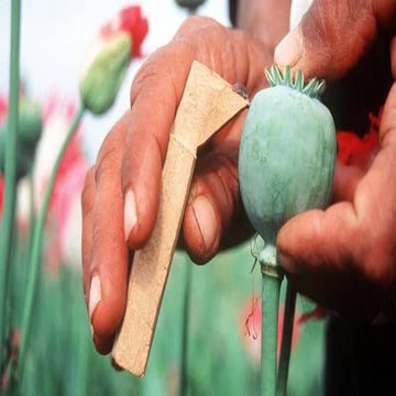 Opium is a powerful and addictive substance. The use of opium for ...