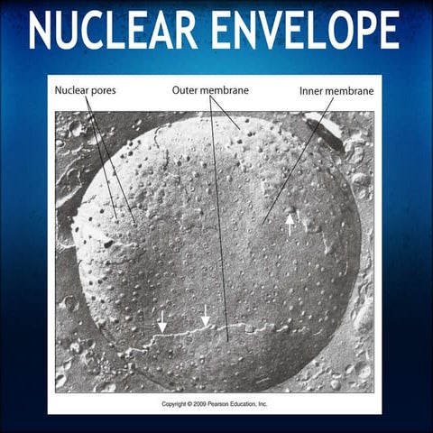 Nuclear envelope | PPT