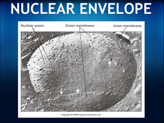 nuclear envelope | PPT