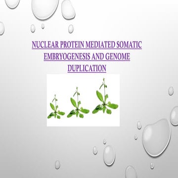 Nuclear protein mediated somatic embryogenesis and genome duplication.pptx