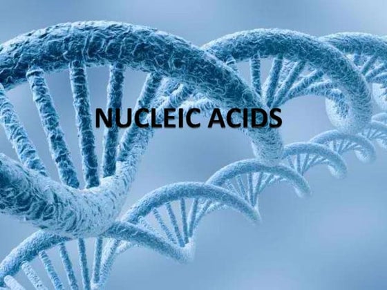 Biochemistry lecture notes nucleic acids | PPT