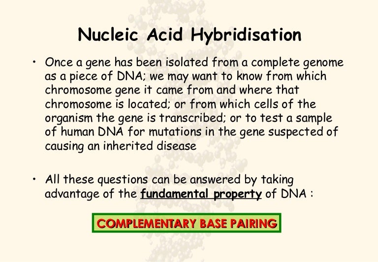 Nucleic Acid Hybridisation & Gene Mapping