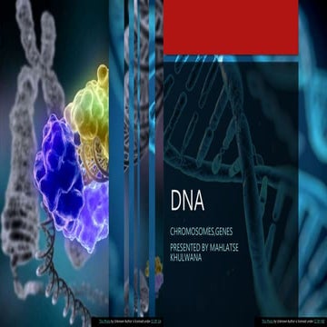 DNA structure and Function.pptx powerpoint | PPTX