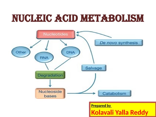 ED pathway.pptx