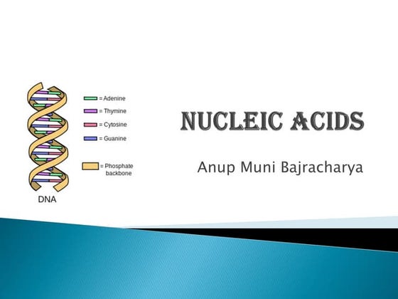 Nucleotides nucleosides | PPTX | Chemistry | Science