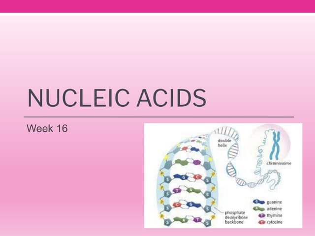 Lesson 12 Nucleic Acids | PDF
