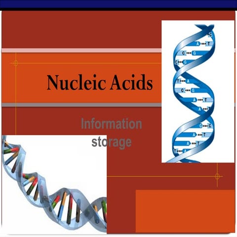 Nucleic acids information stages presentation.pptx
