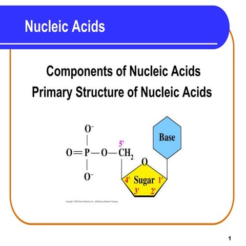 NUCLEIC ACIDSsss.ppt