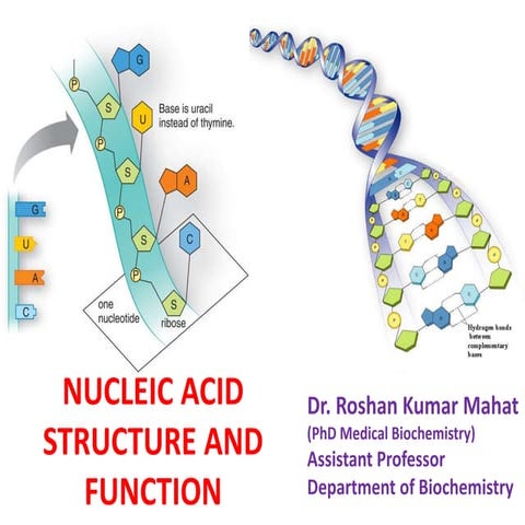 Nucleic Acids Structure And Function Origins Of Cell
