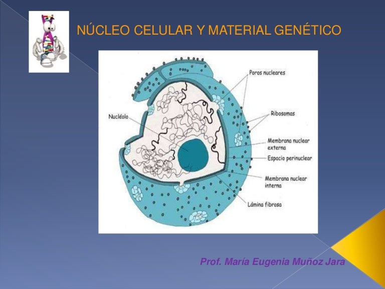 Nucleo celular y adn