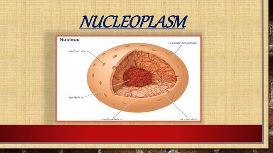 NUCLEUS.pptx structure and fuction of nucleus | PPT