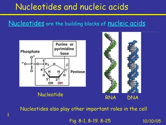 Nucleotides and nucleic acids | PDF | Chemistry | Science