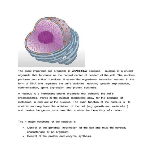 NUCLEUS.docx