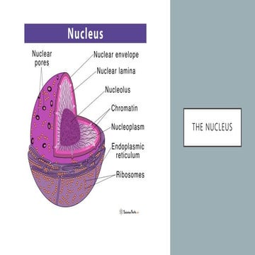 Nucleus.pptx