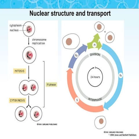 Cell Organelle : Nucleus - Structure and Parts | PPTX