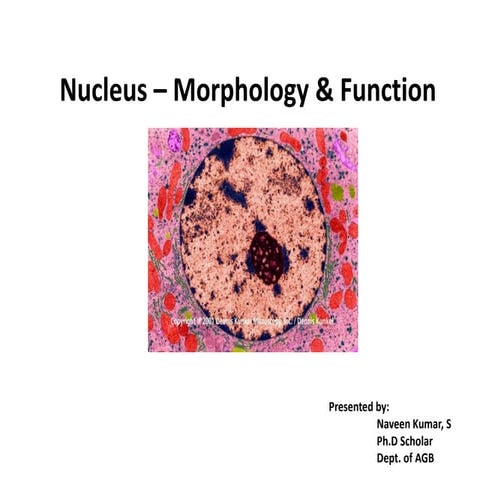 Nucleus – morphology & function | PDF
