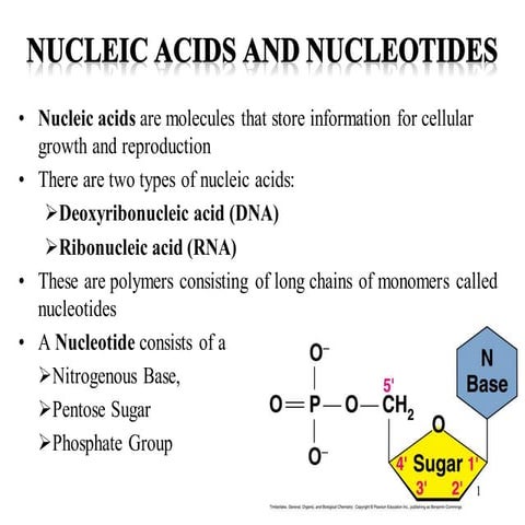 Nucliec acids and Nucleotide | PDF | Chemistry | Science