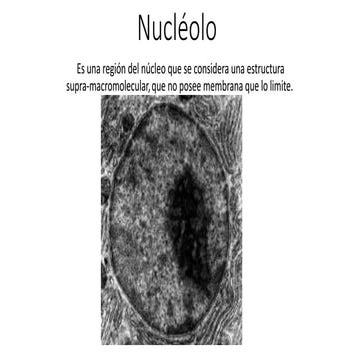 Nucléolo | PPTX