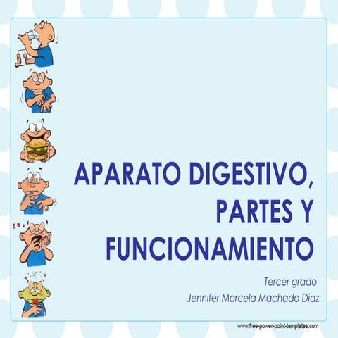 Sistema digestivo. | PPT