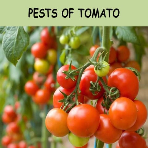 DISEASES AND INSECT PESTS OF MUSTARD.pptx