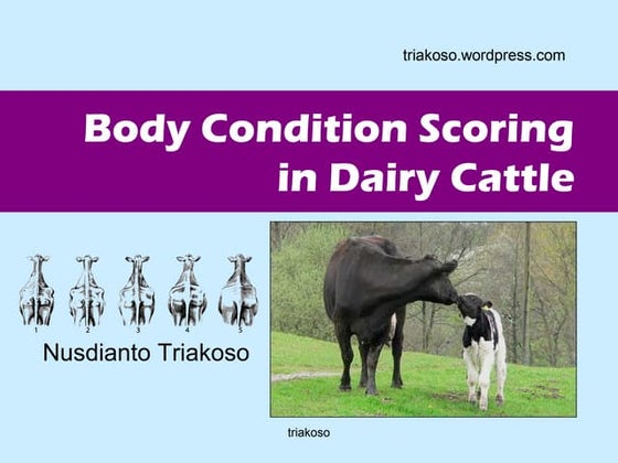 Beginner's Guide to Body Condition Scoring | PPT