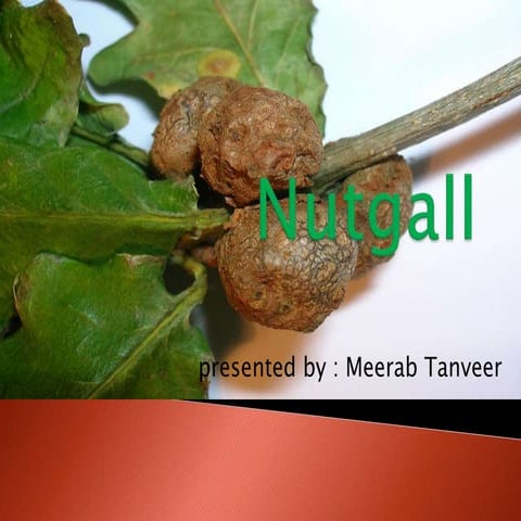Nutgall | PPTX