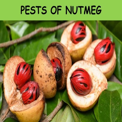 Nutmeg.pptx