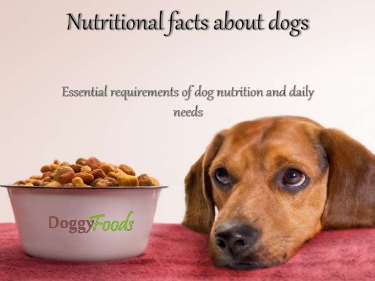 Dog Food Nutrition Facts Dog Nutritional Requirements From DoggyFoo dog-food-nutrition-facts-dog-nutritional-requirements-from-doggyfoo