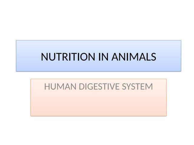Digestive system - CLASS V | PPTX | Biological Sciences | Science
