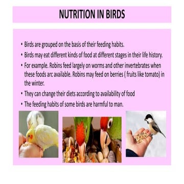 Nutrition in birds | PPTX