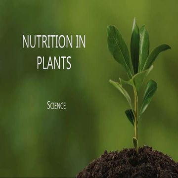 Nutrition in plants | PPTX