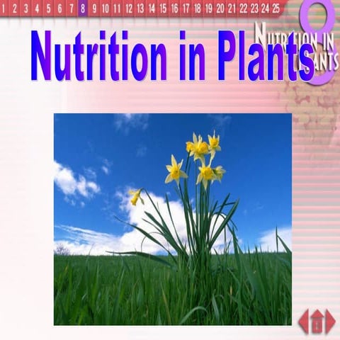 Plant nutrition | PPTX