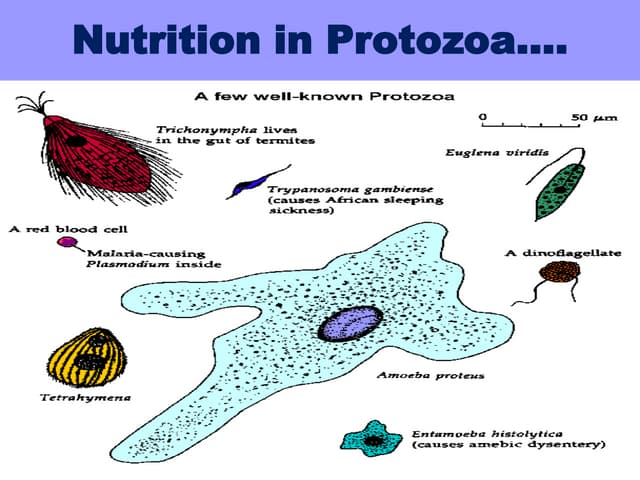 5 Holozoic Nutrition Steps: Holozoic Nutrition in Amoeba | PDF