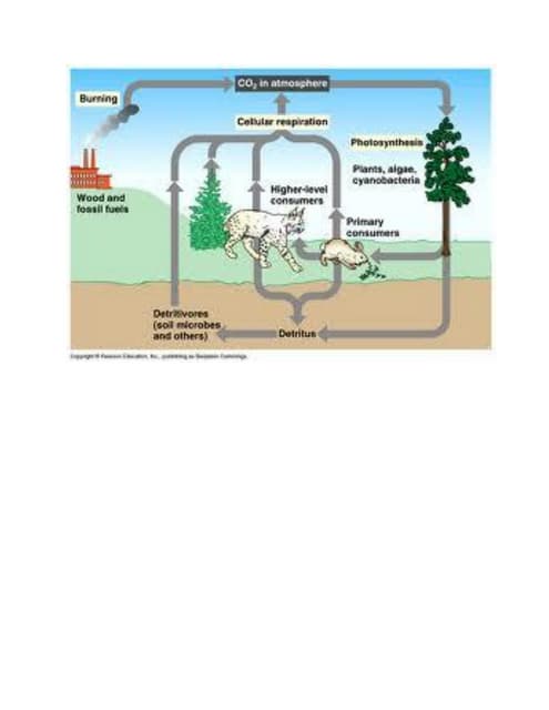 Bulchin uugantuya | PPTX
