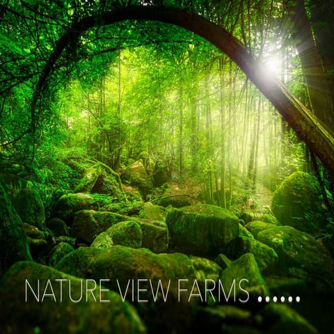 Natureview Farm - A HBS case study. | PPTX