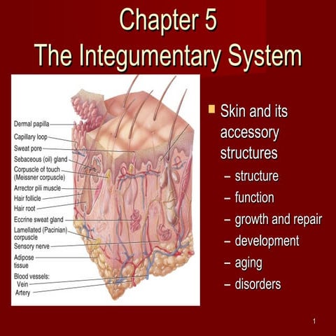 Anatomy lab. 2 integumentary sys | PPT