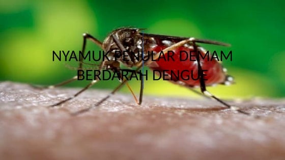 DEMAM BERDARAH DENGUE DAN PSARANG N.pptx