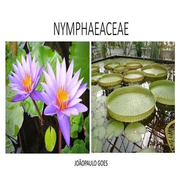Nymphaeaceae | PPTX