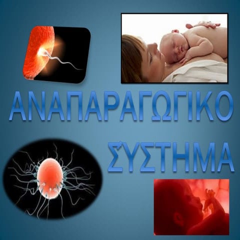 αναπαραγωγικό σύστημα (εργασία μαθητών Α1) | PPT
