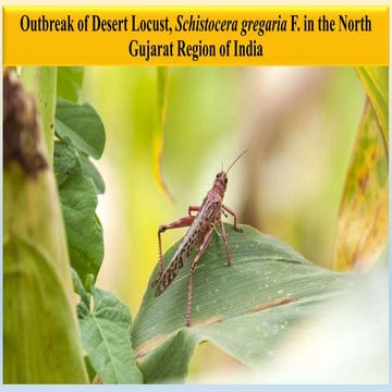 Outbreak of Locust in North Gujarat | PPTX