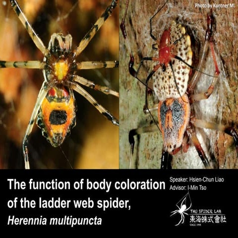 The function of body colouration of the ladder-web spider Herennia multipuncta | PPTX