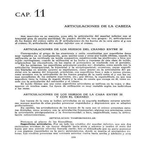 Capítulo 23. plexo cervical | PDF