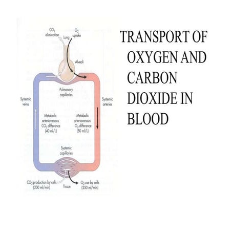 oxygen and carbon di oxide transport O2_AND_CO2.pptx