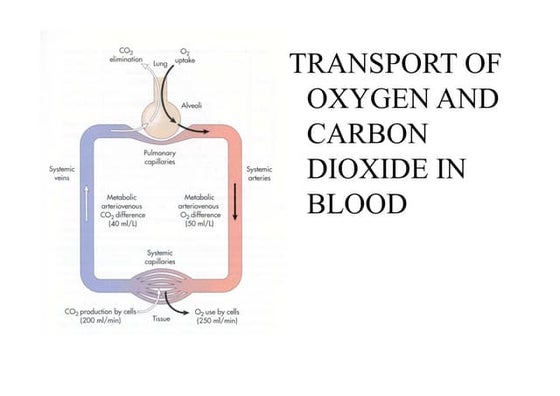 Transport of oxygen and carbon dioxide in blood | PPTX | Blood ...