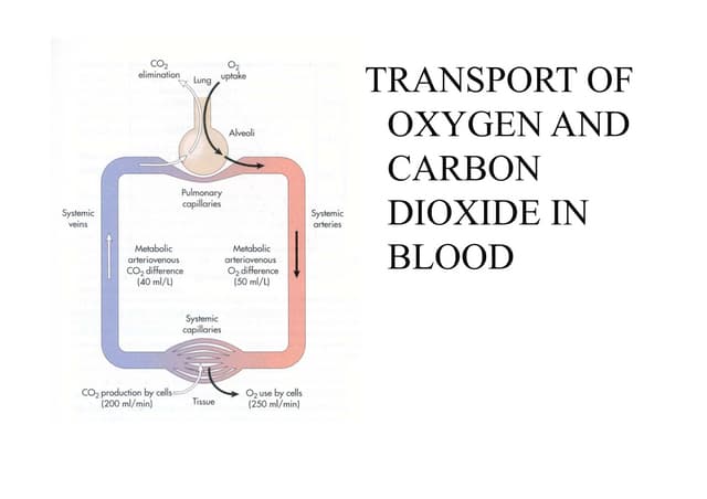 Oxygen saturation basics | PDF