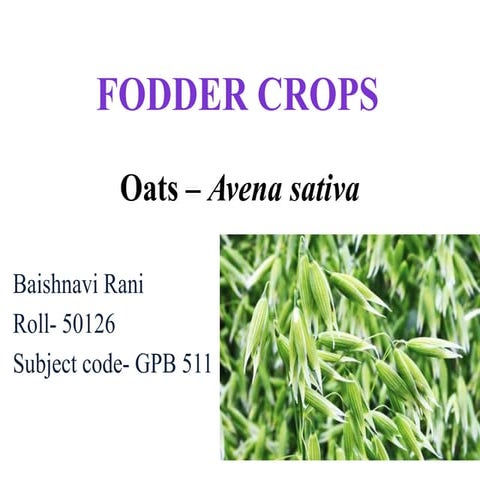 Oats – Avena sativa, Valued Crop for fodder and forage.pptx