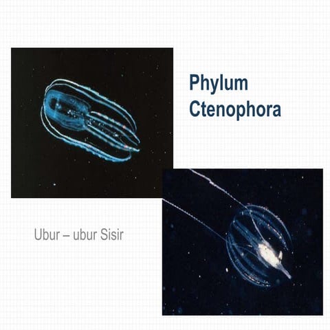 Phylum_Ctenophora-Phylum_Ctenophora.pptx