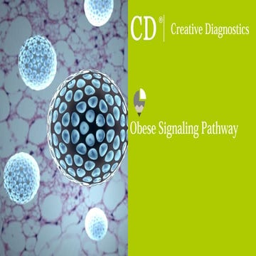 Erk Signaling Pathway Creative Diagnostics Pptx