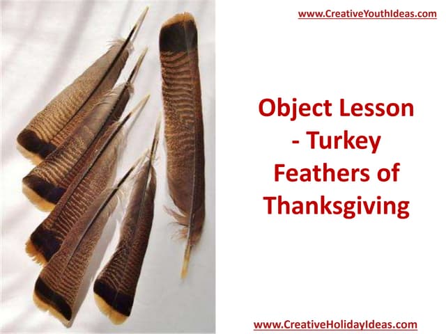 Presentation bird feathers | PPT