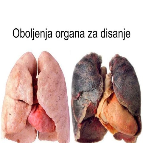 Gradja biljaka | PPTX